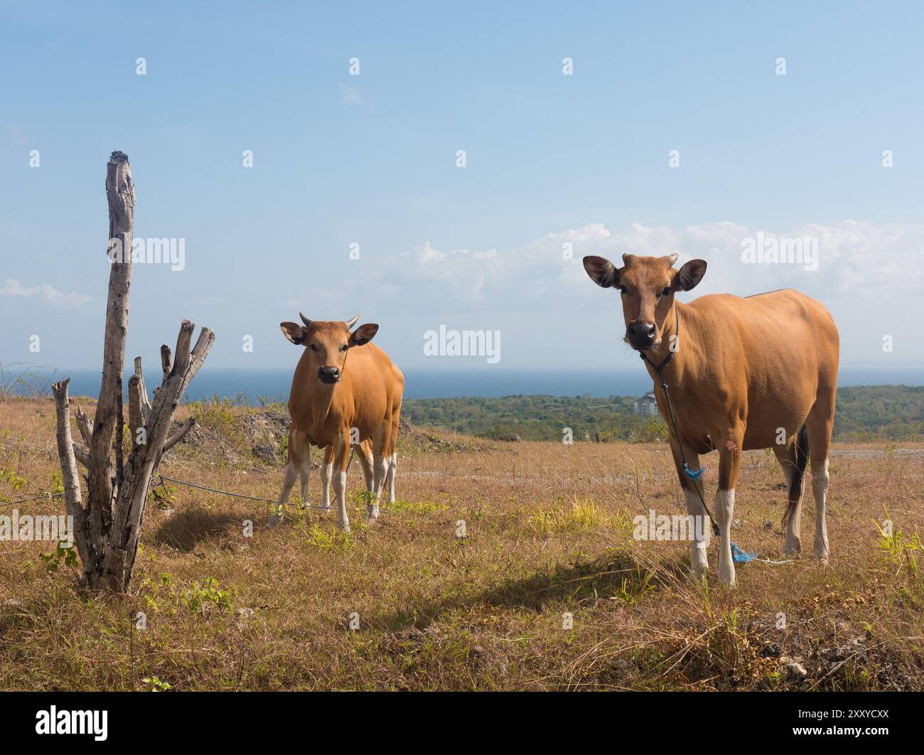 Bali cattle hi-res stock photography and images - Alamy