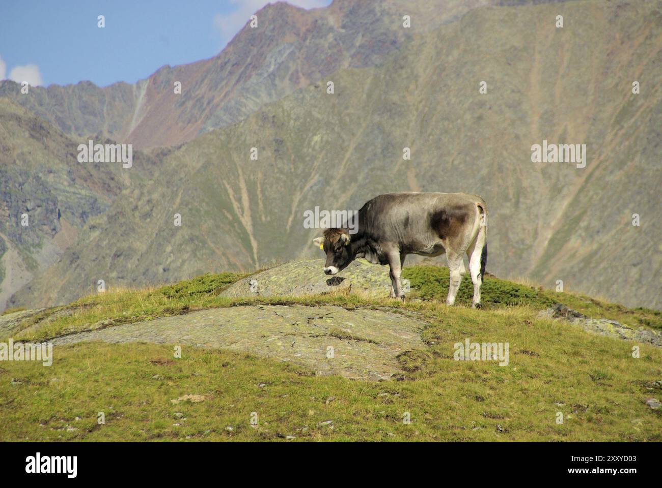 Alpine cow, Alpine cow Stock Photo - Alamy