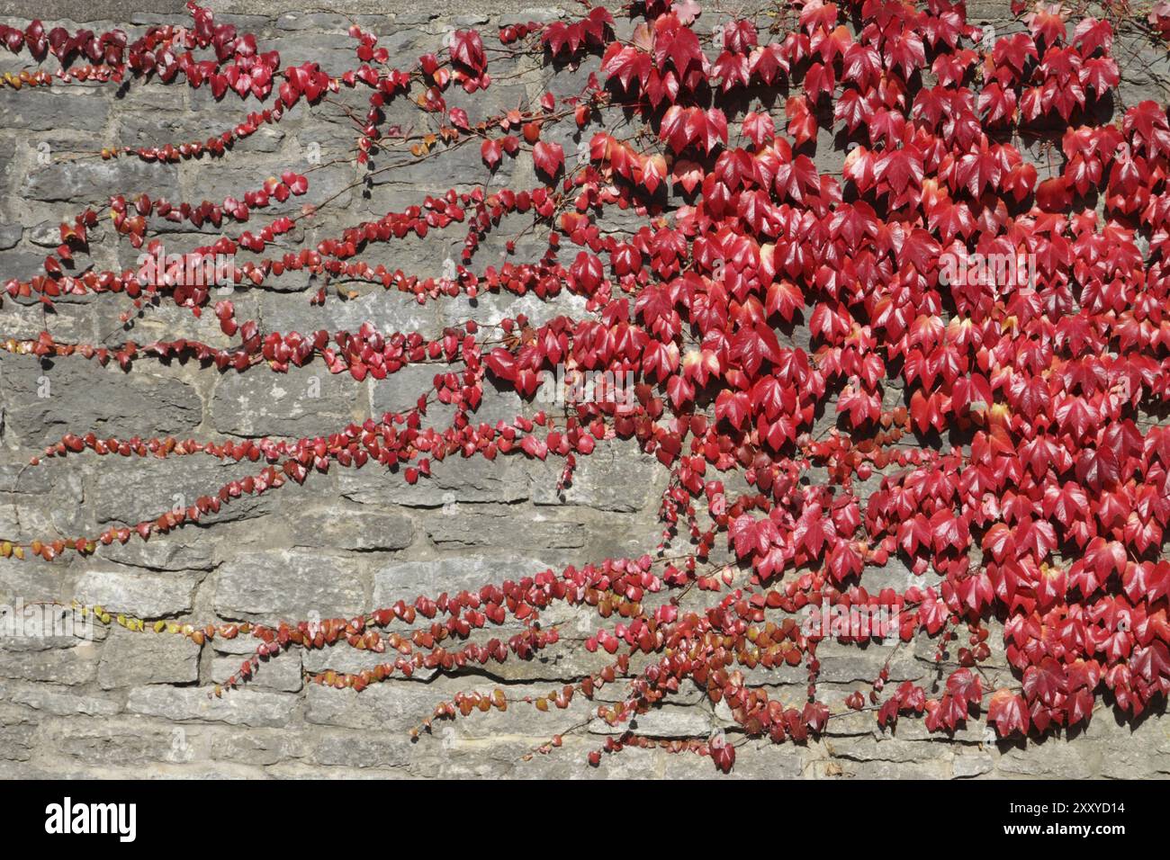 Wild vine on a wall Stock Photo - Alamy