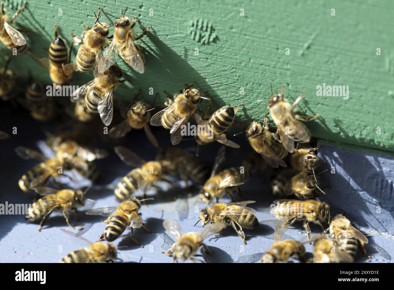 Bee nesting log hi-res stock photography and images - Alamy