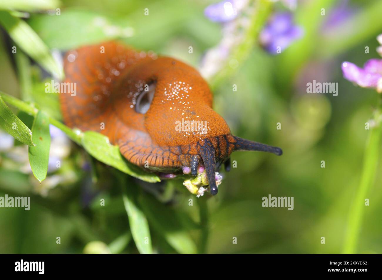 Arion rufus vulgaris hi-res stock photography and images - Alamy