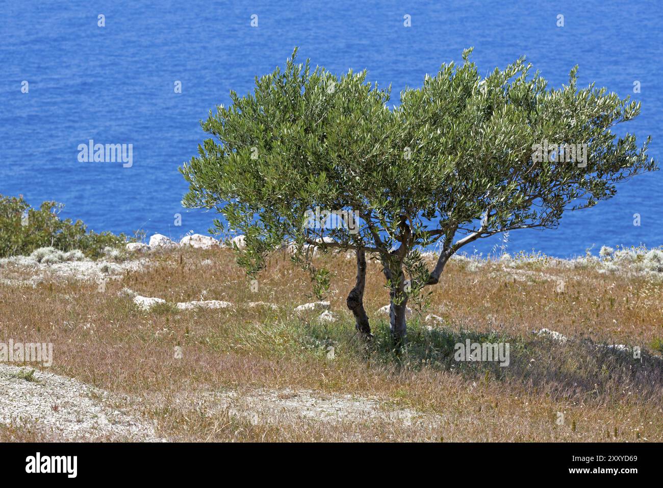 Burned olive tree hi-res stock photography and images - Alamy