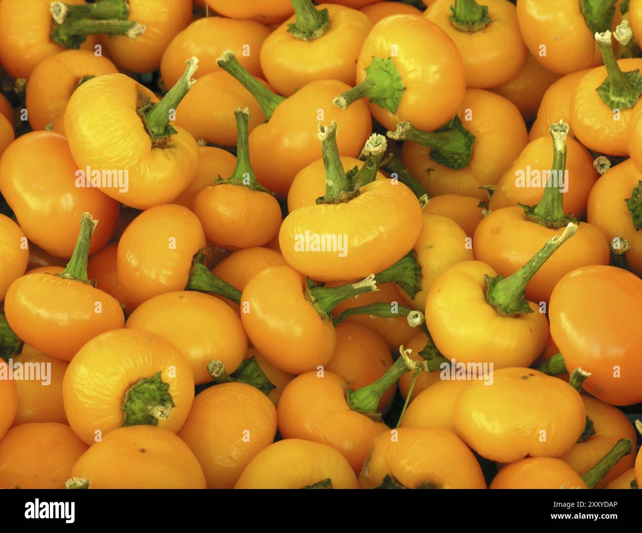 Mini bell capsicum hi-res stock photography and images - Alamy