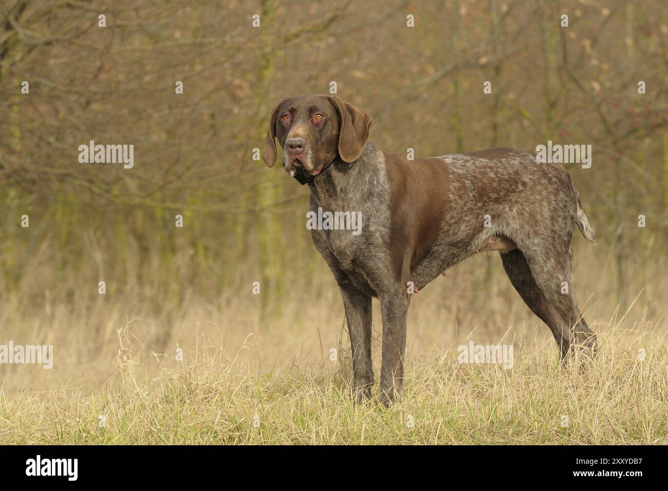 Hunting dog, German Shorthair Stock Photo - Alamy
