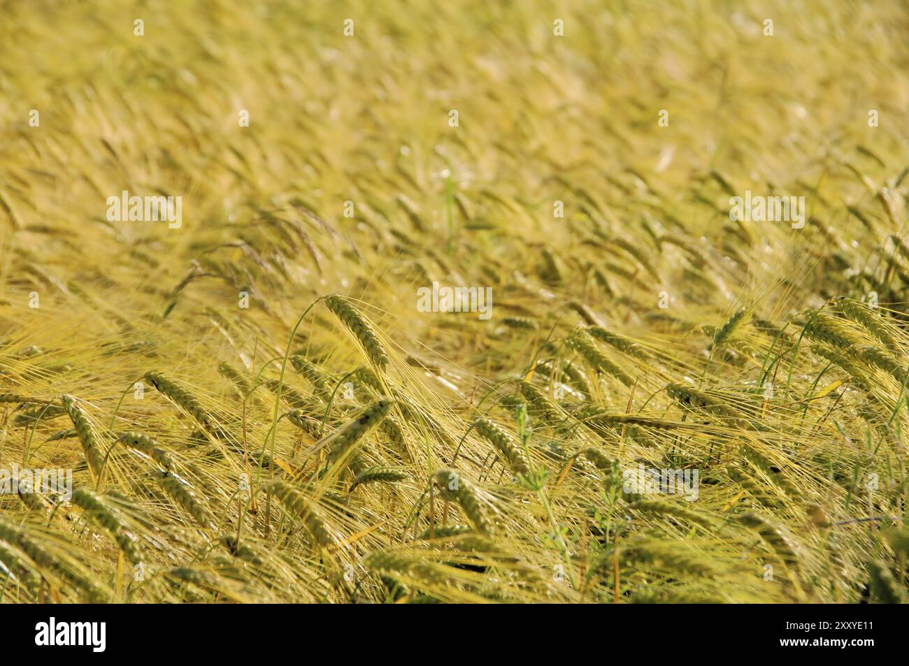 Rye breed hi-res stock photography and images - Alamy