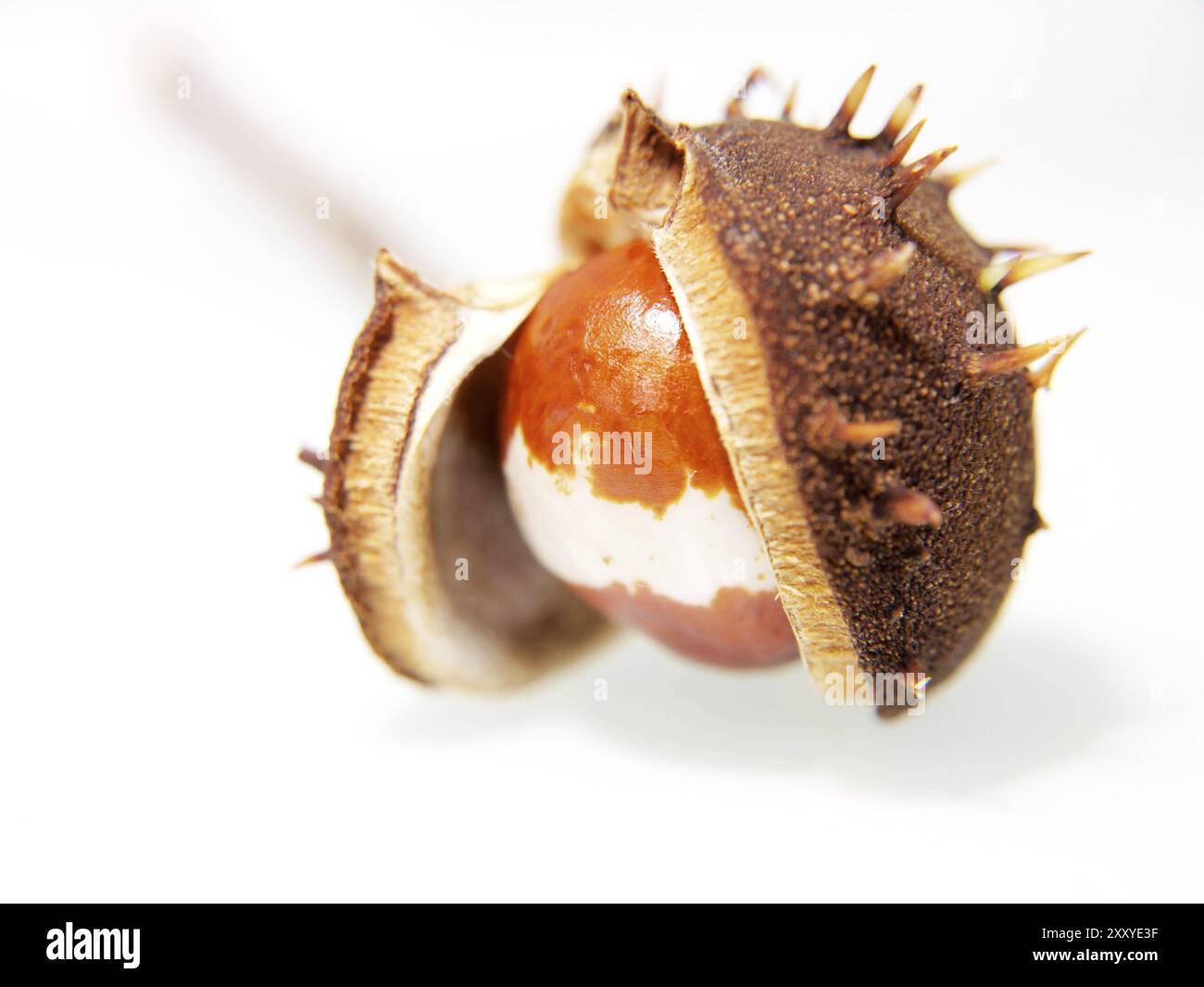 Single chestnut unfolding, isolated towards white background Stock ...