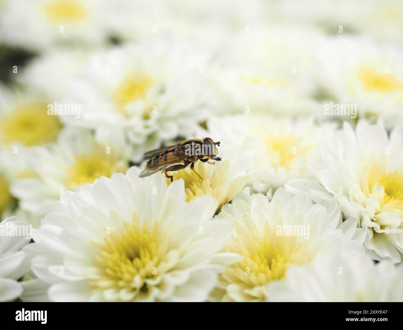 Bee gathering nectar while pollinating a pile of white flowers with ...