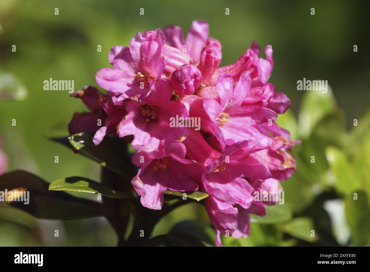 Red alpine rose hi-res stock photography and images - Alamy