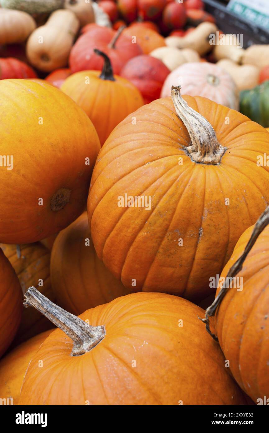Different kind pumpkins in hi-res stock photography and images - Alamy