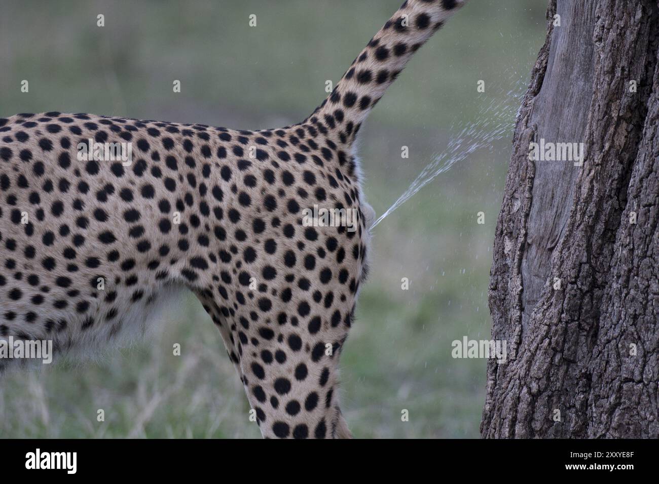 Cheetah marks a tree Stock Photo - Alamy