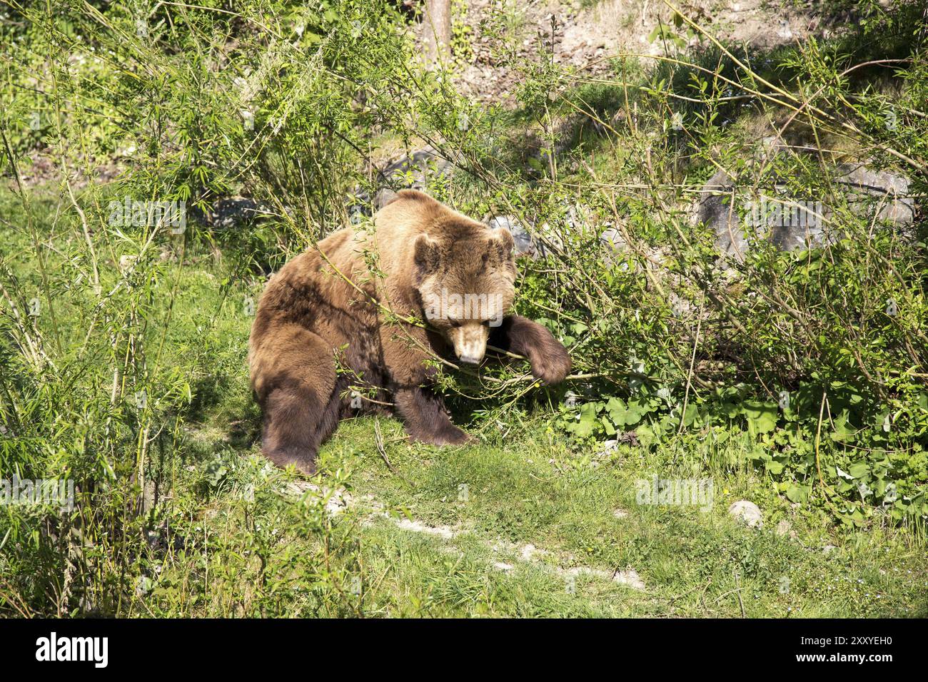 A brown bear in the Bear Park in the swiss city of Bern Stock Photo - Alamy