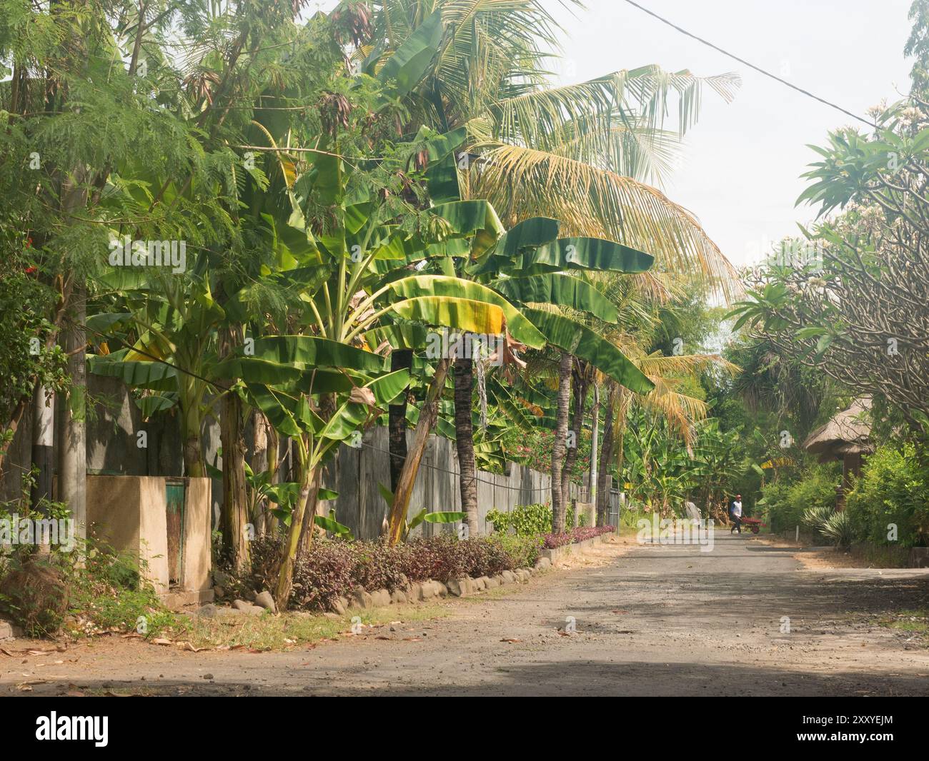 View of street with numerous types of vegetation including palm trees ...