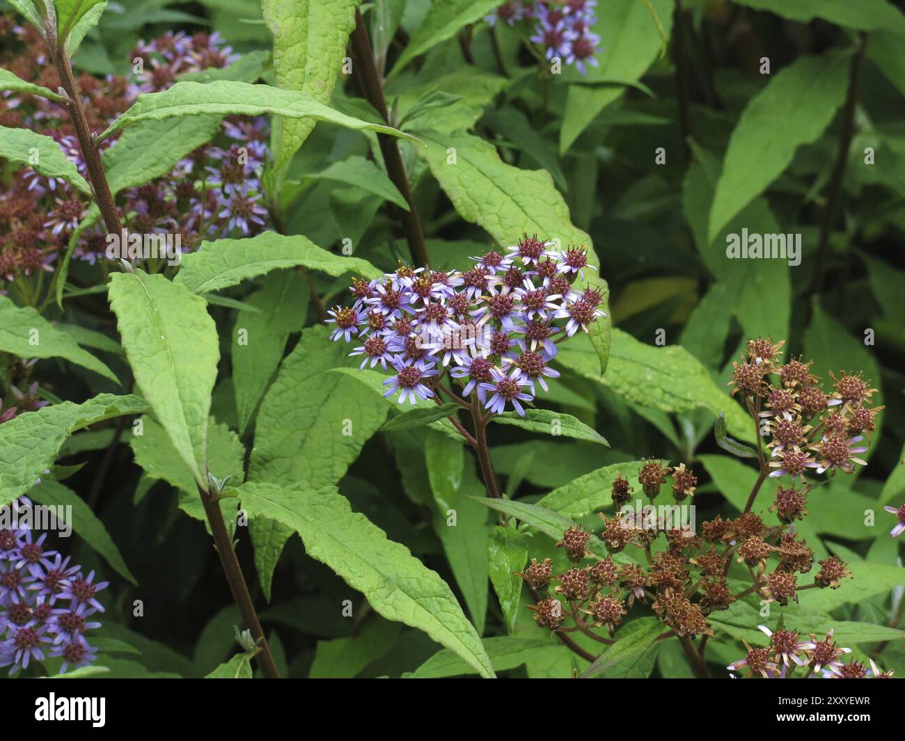 Purple autumn flowers growing in the Everest National Park, Nepal, Asia ...