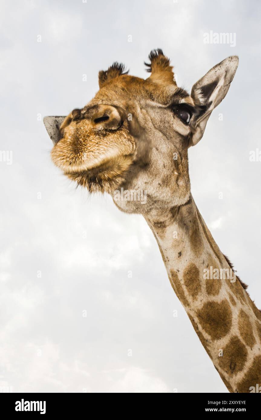 Close up photo of the neck and face of a giraffe Stock Photo - Alamy