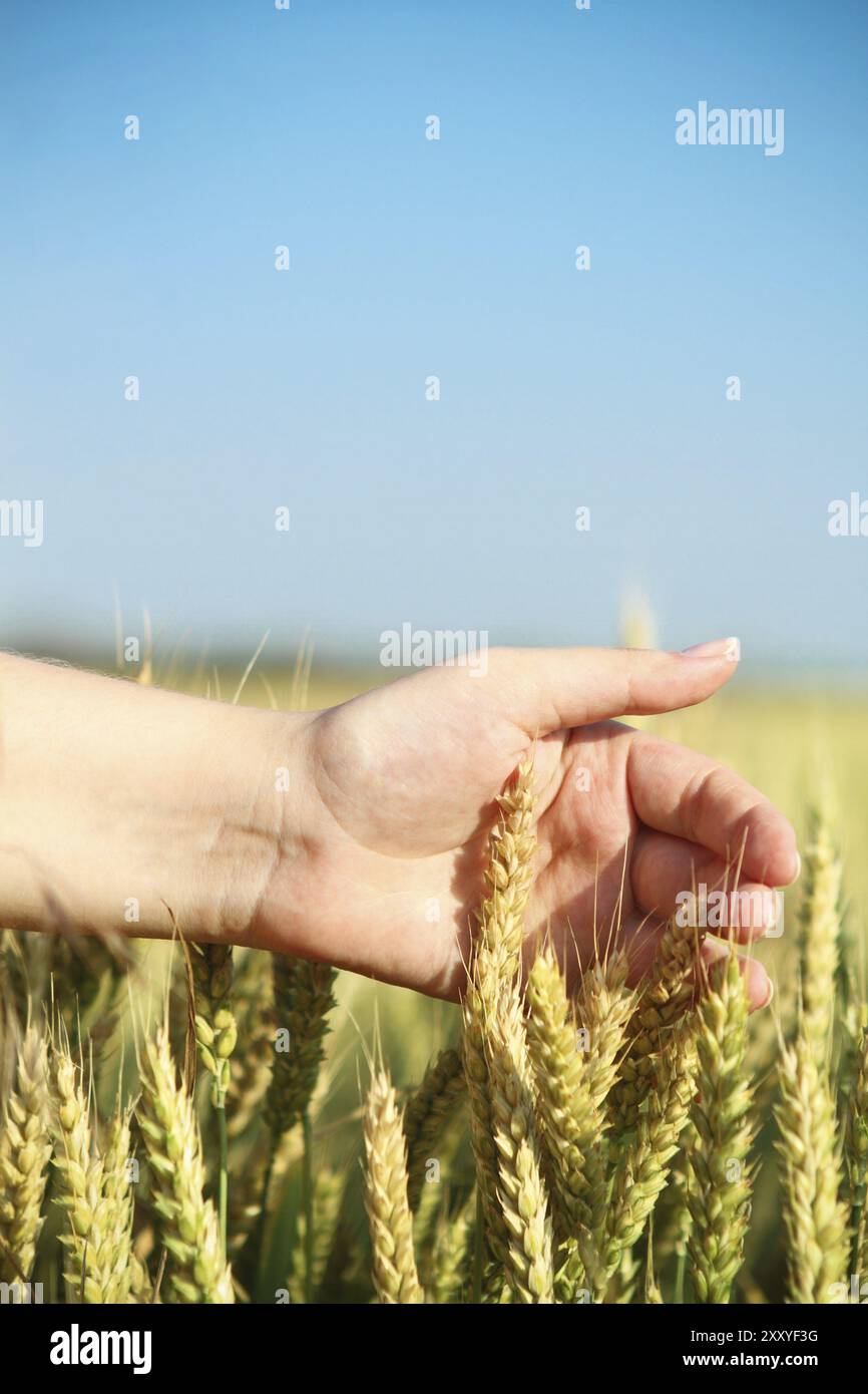 Woman running her hand through some wheat in a field Stock Photo - Alamy