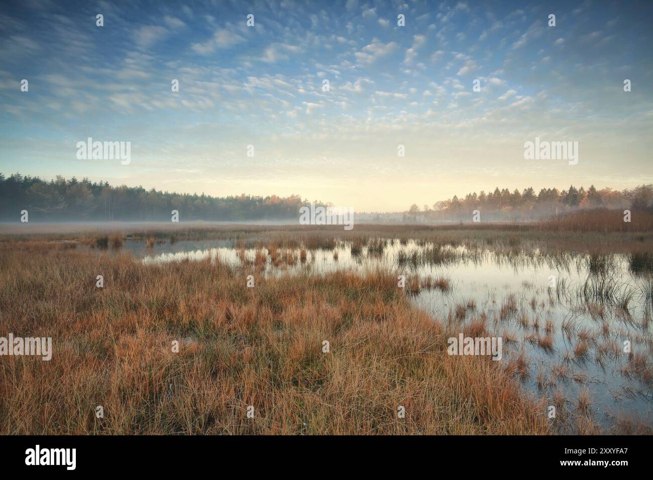 Misty autumn morning over swamp in forest, Mandefijld, Friesland ...