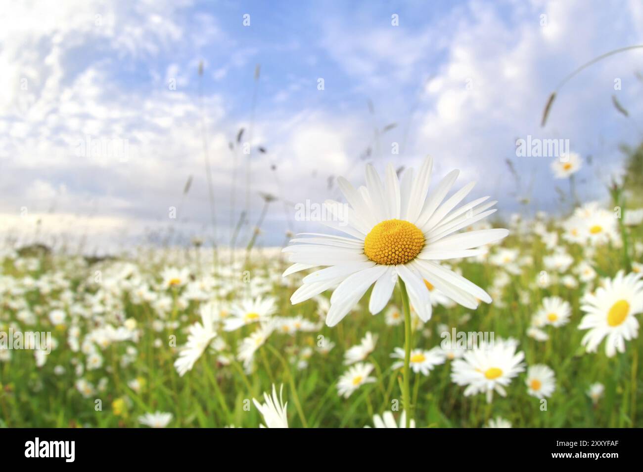 Multi colored chamomile hi-res stock photography and images - Alamy