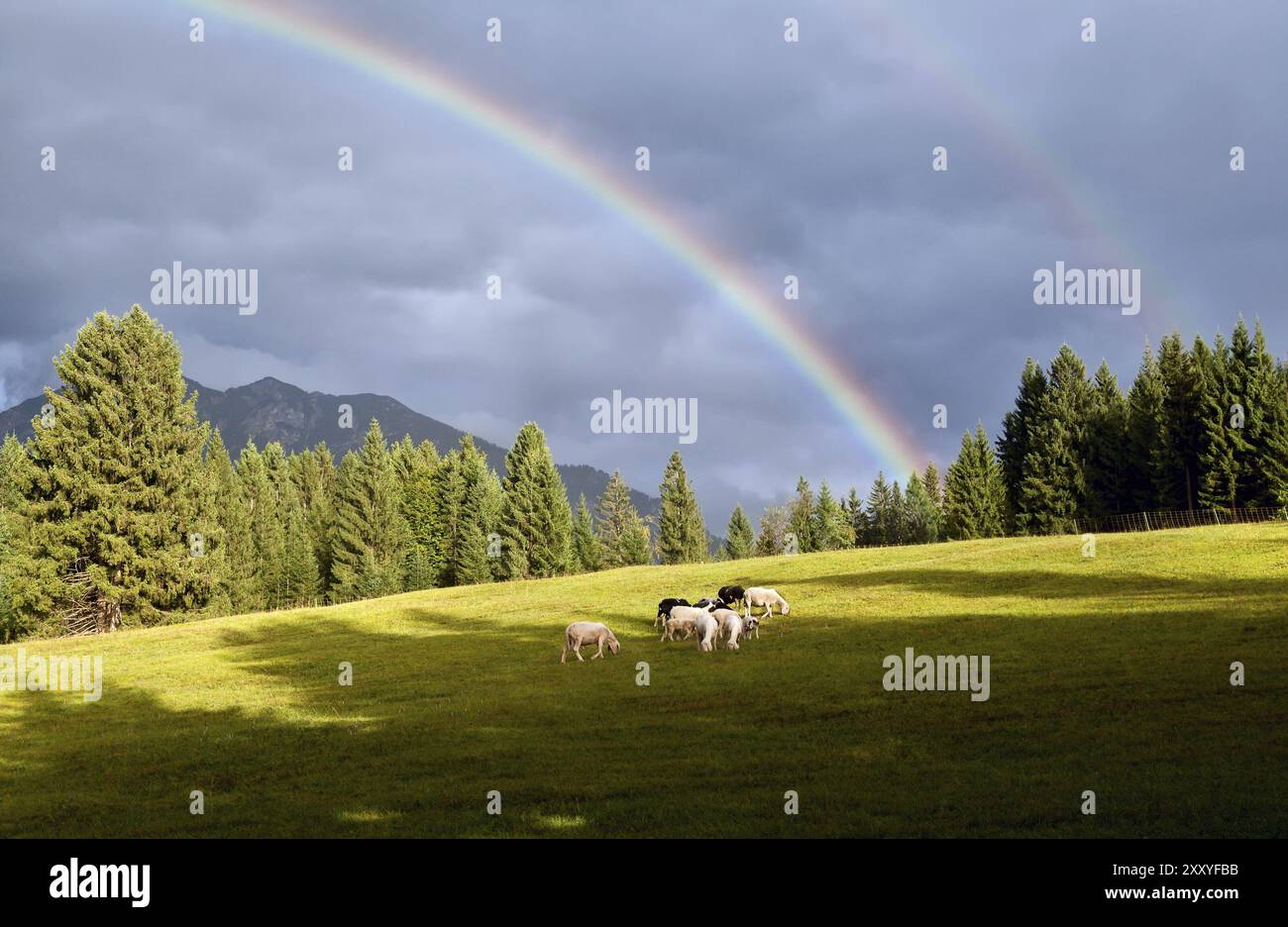 Colorful rainbow over alpine pasture with sheep, Bavarian Alps, Germany ...