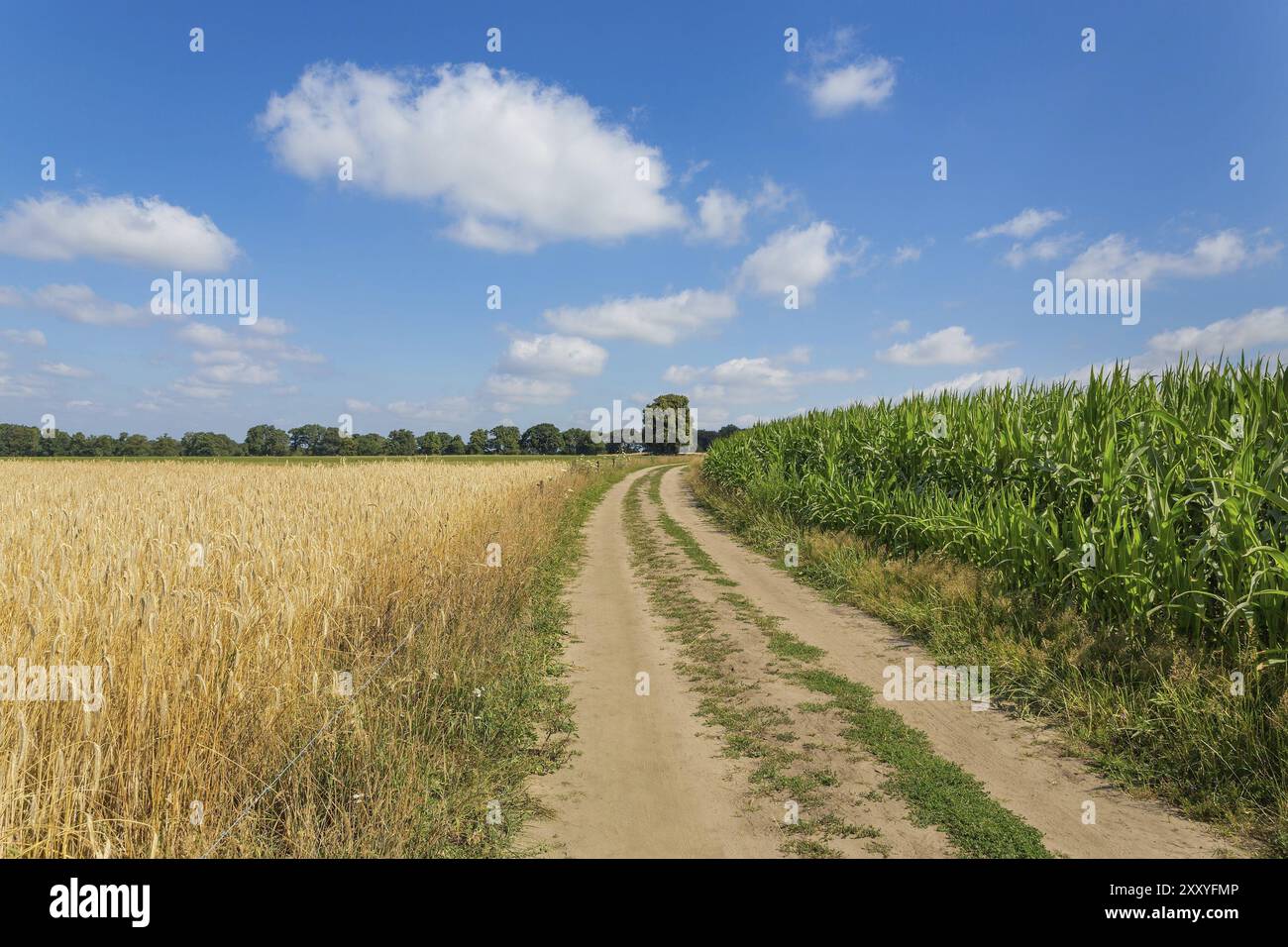 Rural agricultural landscape with sand road corn field and cereal ...