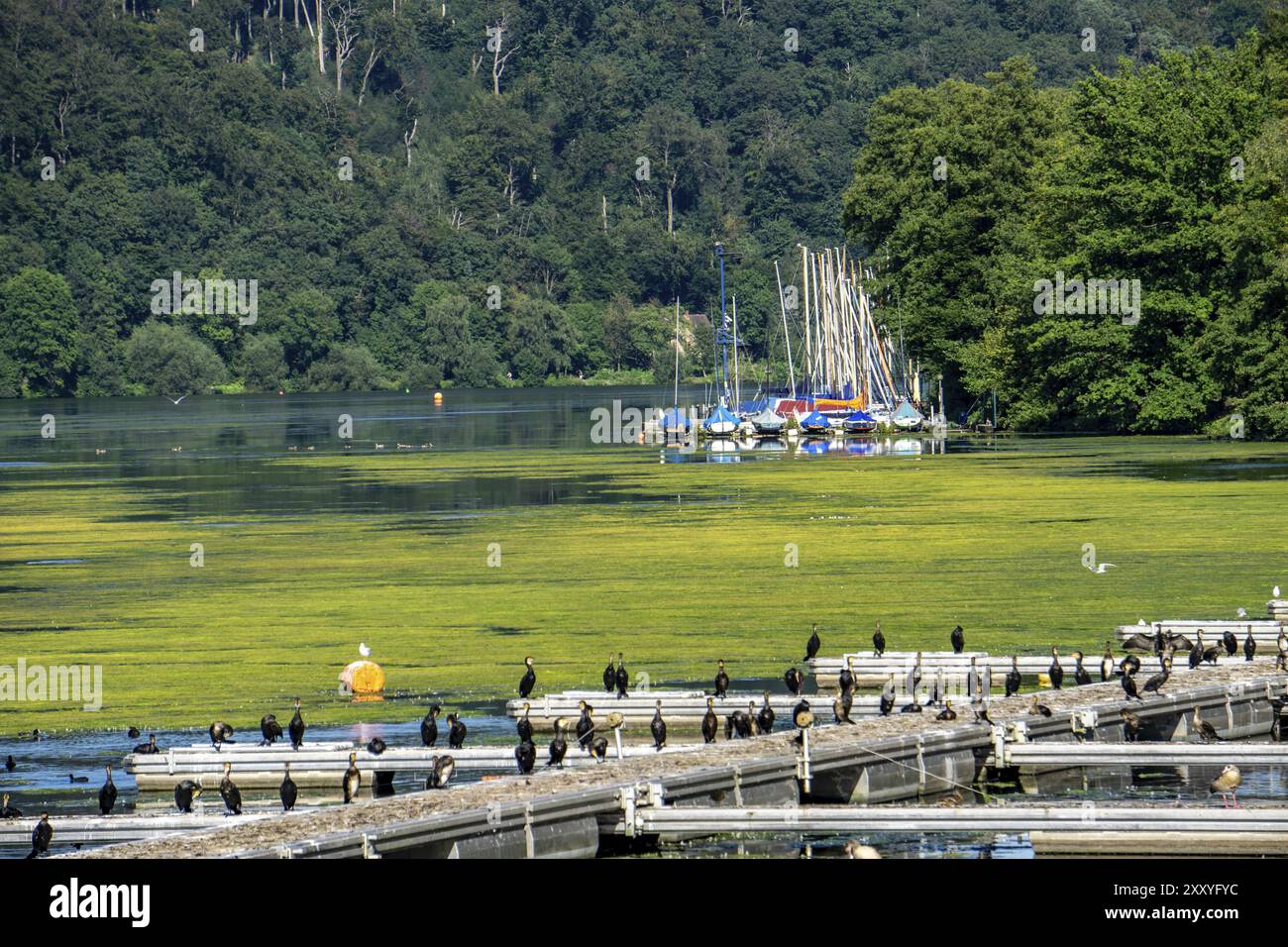 Waterweed, Elodea, an invasive species, green carpet of plants on Lake ...