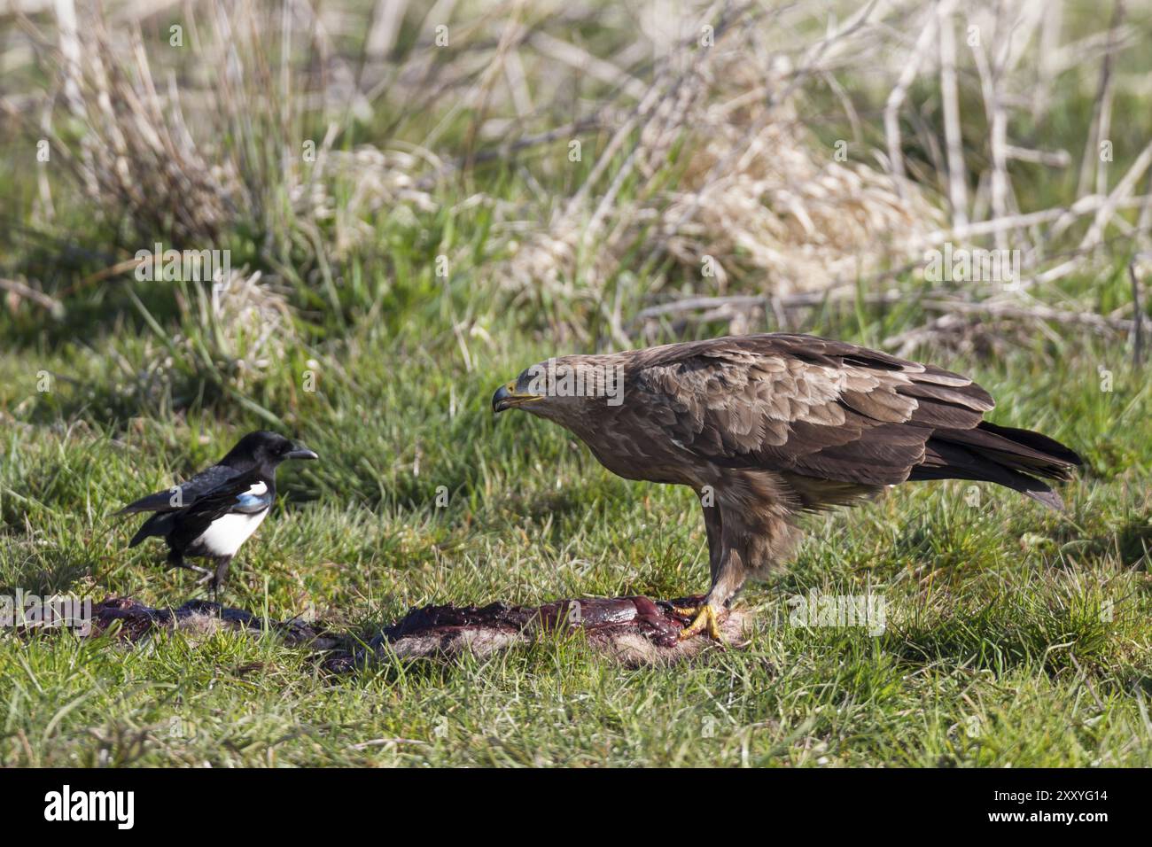 Lesser spotted eagle, Aquila pomarina, lesser spotted eagle Stock Photo ...