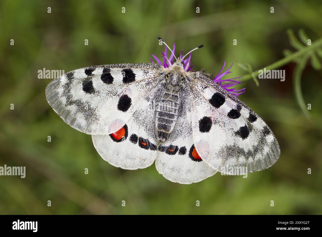 Apollo butterfly, Parnassius apollo, mountain Apollo Stock Photo - Alamy