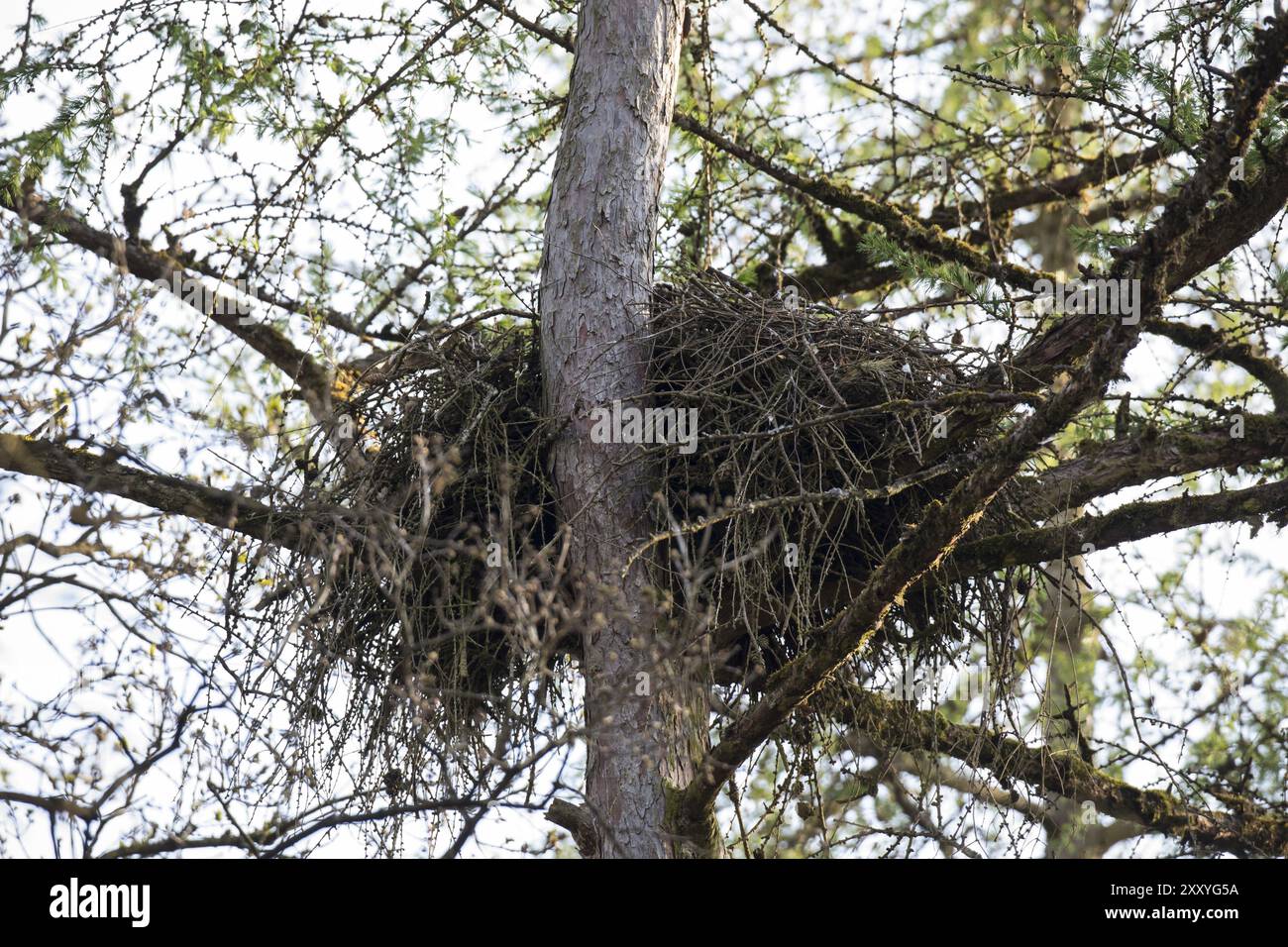 Habichthorst, Goshawk nest Stock Photo - Alamy