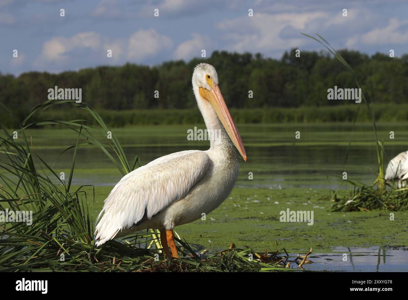 Nature scene from Wisconsin Stock Photo - Alamy