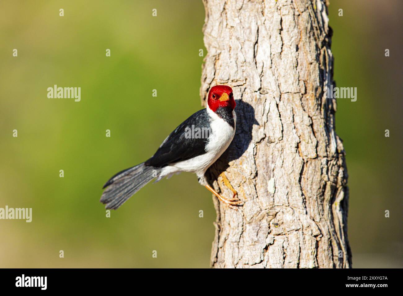 The red-capped cardinal (Paroaria gularis) Pantanal Brazil Stock Photo ...