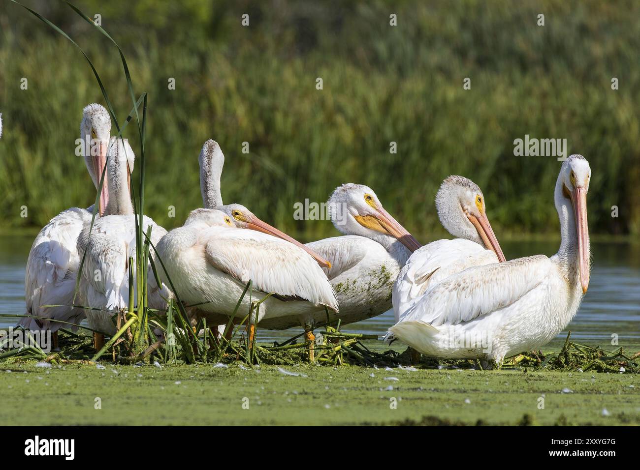 Nature scene from wisconsin Stock Photo - Alamy