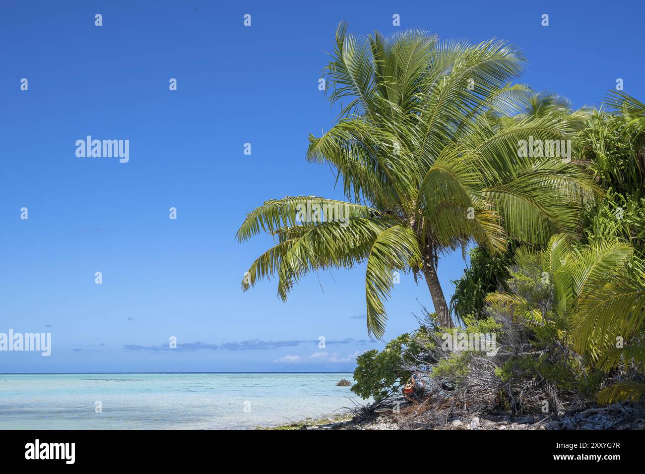 Coconut palm (Cocos nucifera), lagoon, Tetiaroa, atoll, Marlon Brando ...