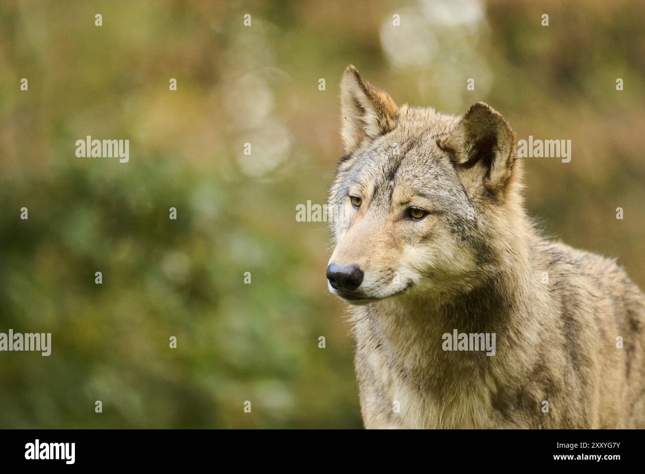 Eastern wolf (Canis lupus lycaon), portrait, Bavaria, Germany, Europe ...