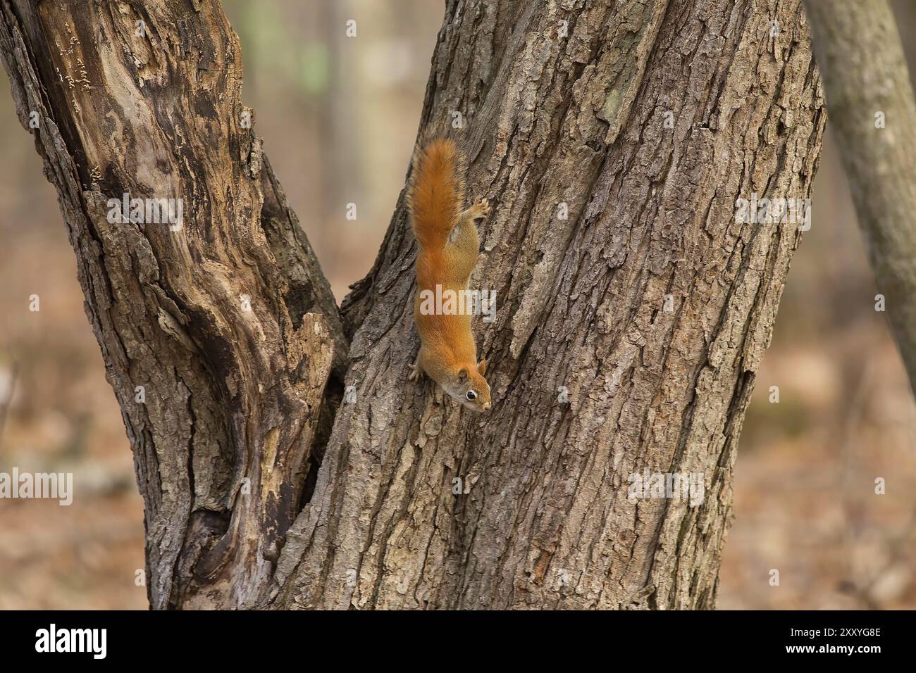 Natural scene from Wisconsin Stock Photo - Alamy