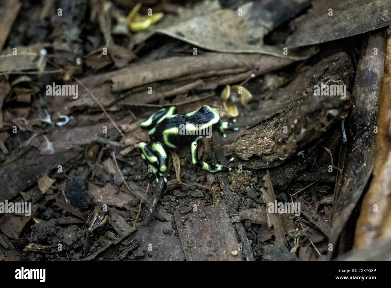 Green and black poison dart frog (Dendrobates auratus), sitting on ...