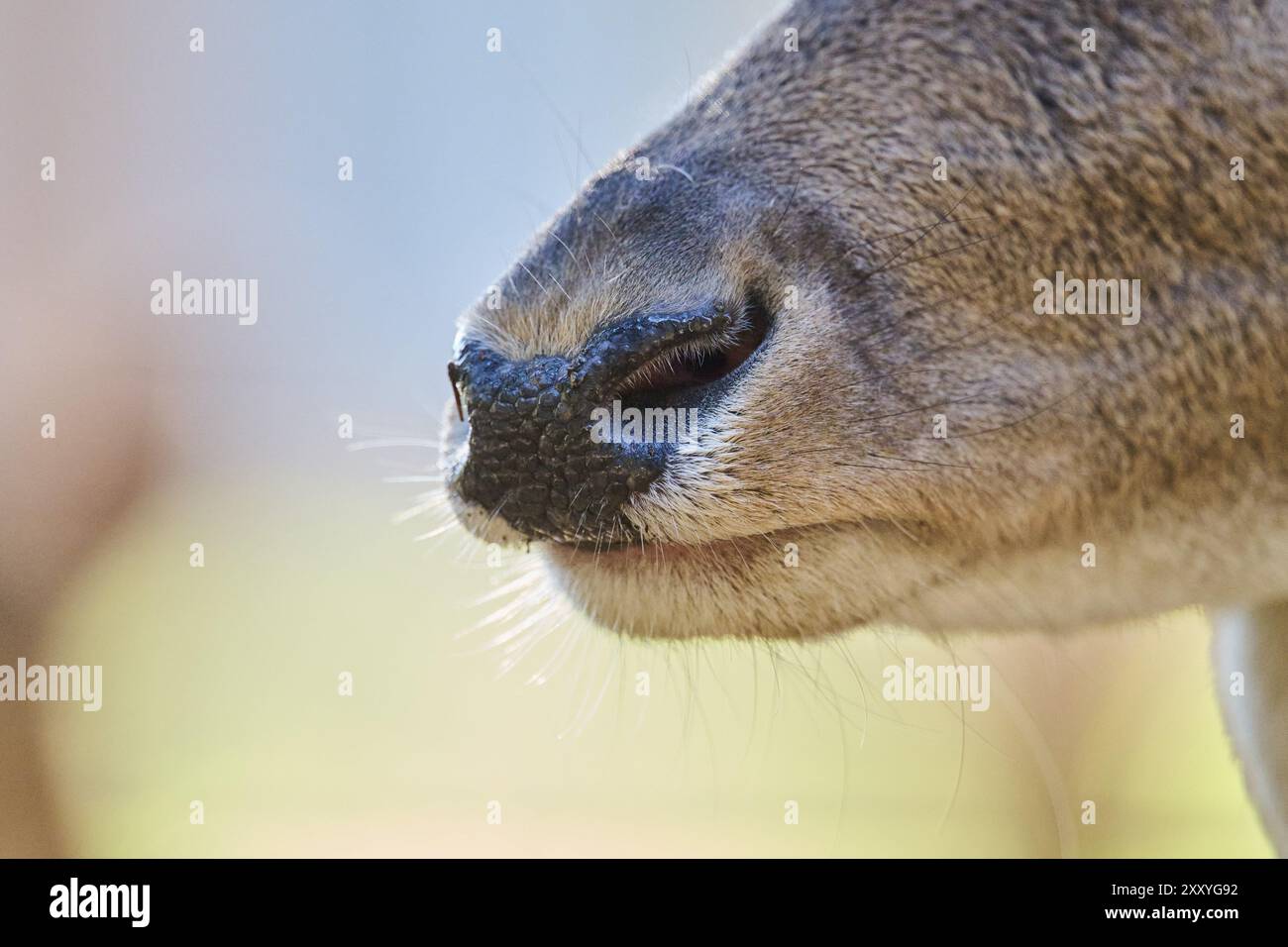 European fallow deer (Dama dama) nose, detail, in a forest, Bavaria ...