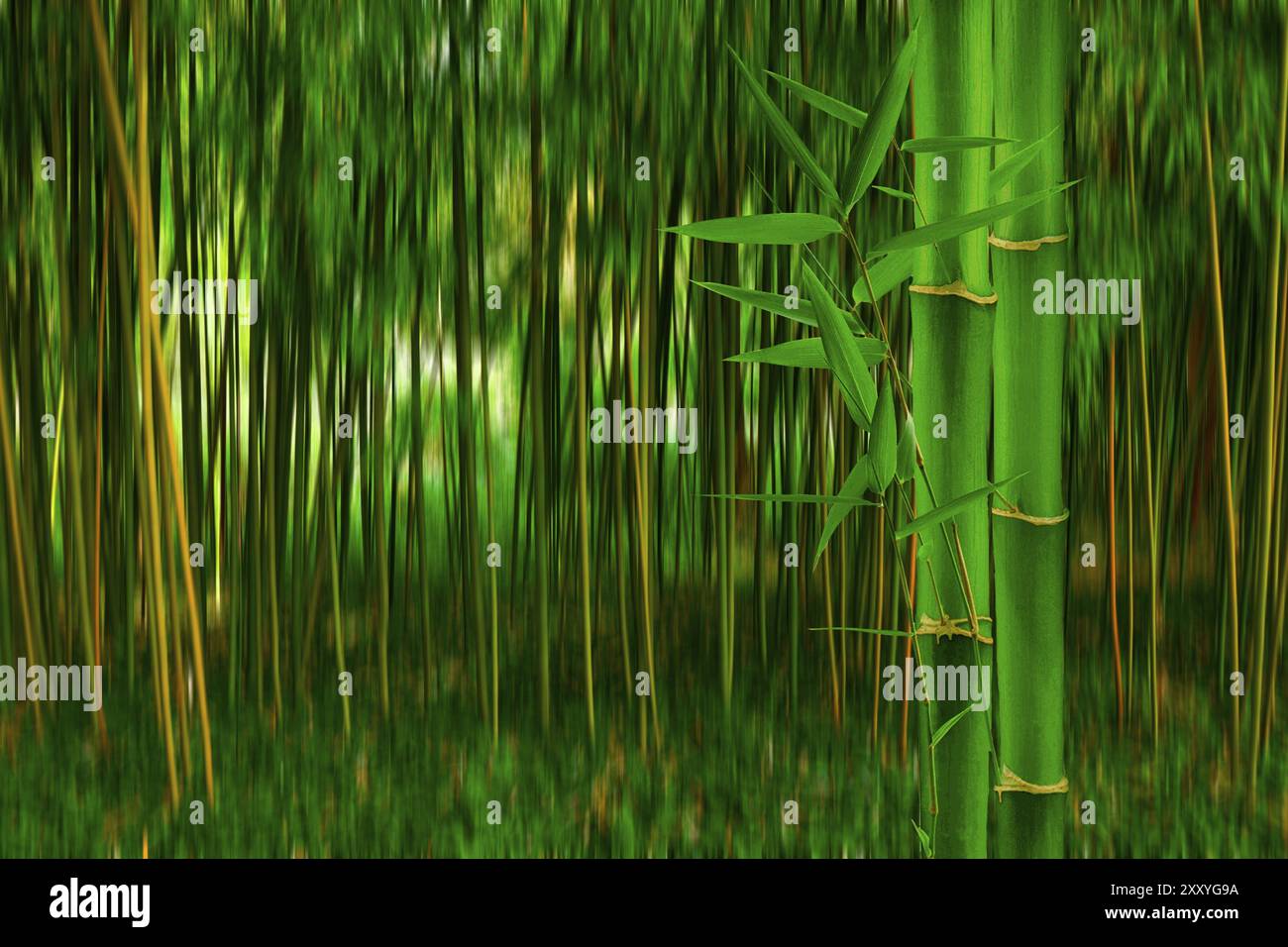 Bamboo forest in motion Stock Photo - Alamy