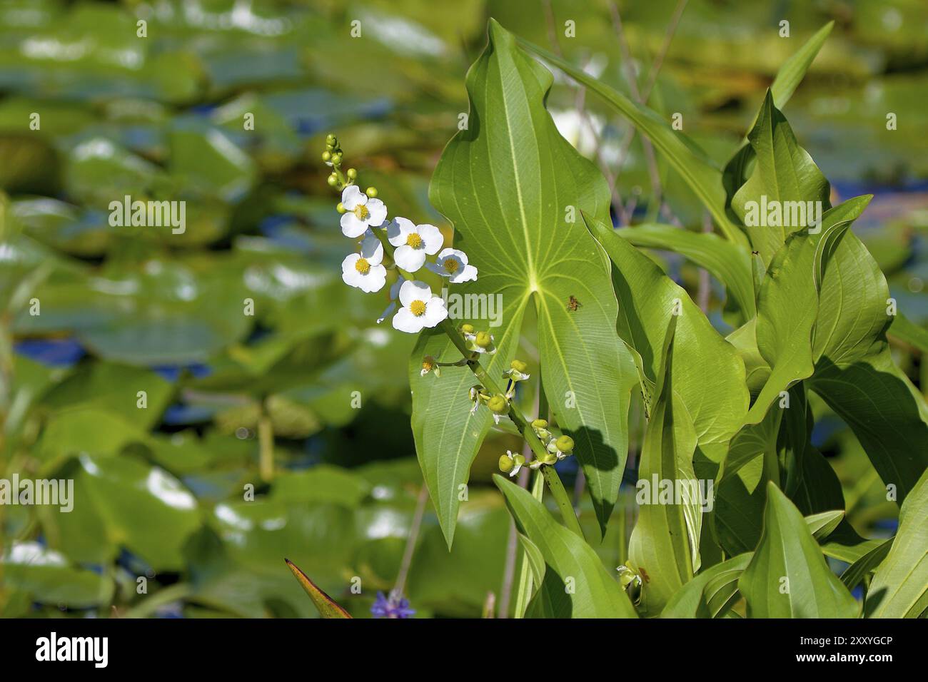 Broadleaf arrowhead (Sagittaria latifolia) also known as a duck-potato ...