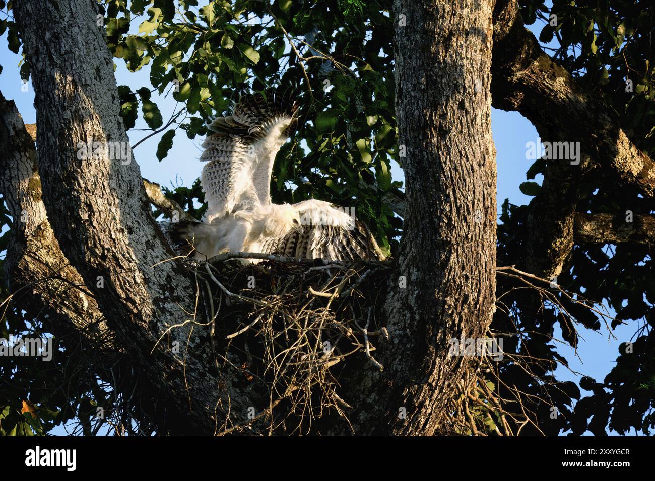 4 month old Harpy Eagle chick, Harpia harpyja, doing flight exercise in ...