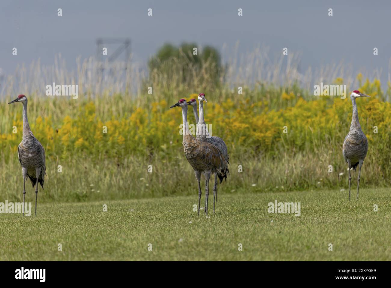 Sandhill crane (Antigone canadensis) .This bird is one of only two ...