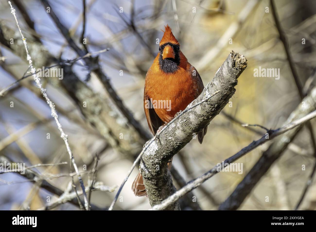 Natural scene from Wisconsin Stock Photo - Alamy