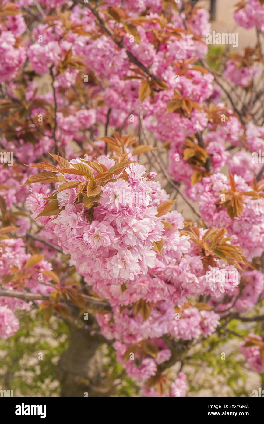 Pink cherry blossom tree in early spring Stock Photo - Alamy
