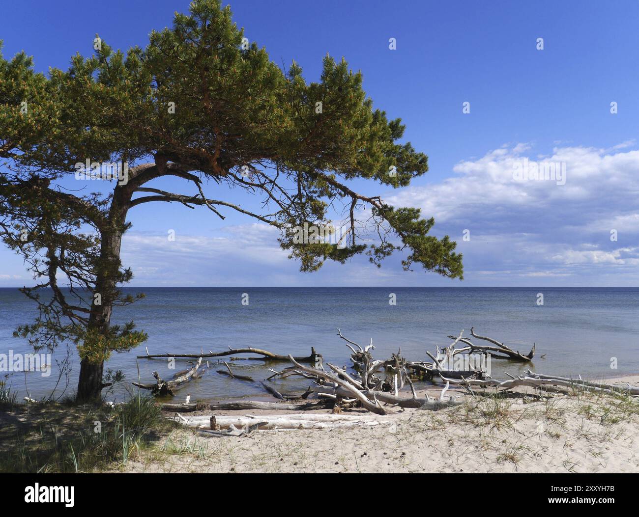 Cape Kolka Bay of Riga, Latvia, Europe Stock Photo - Alamy