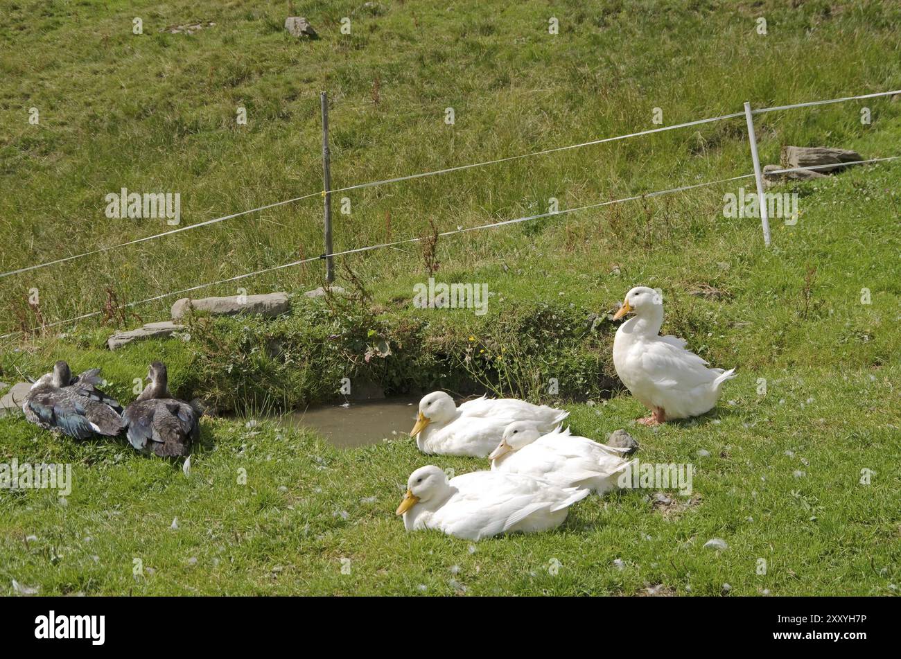 Organic ducks the grass on a farm Stock Photo - Alamy