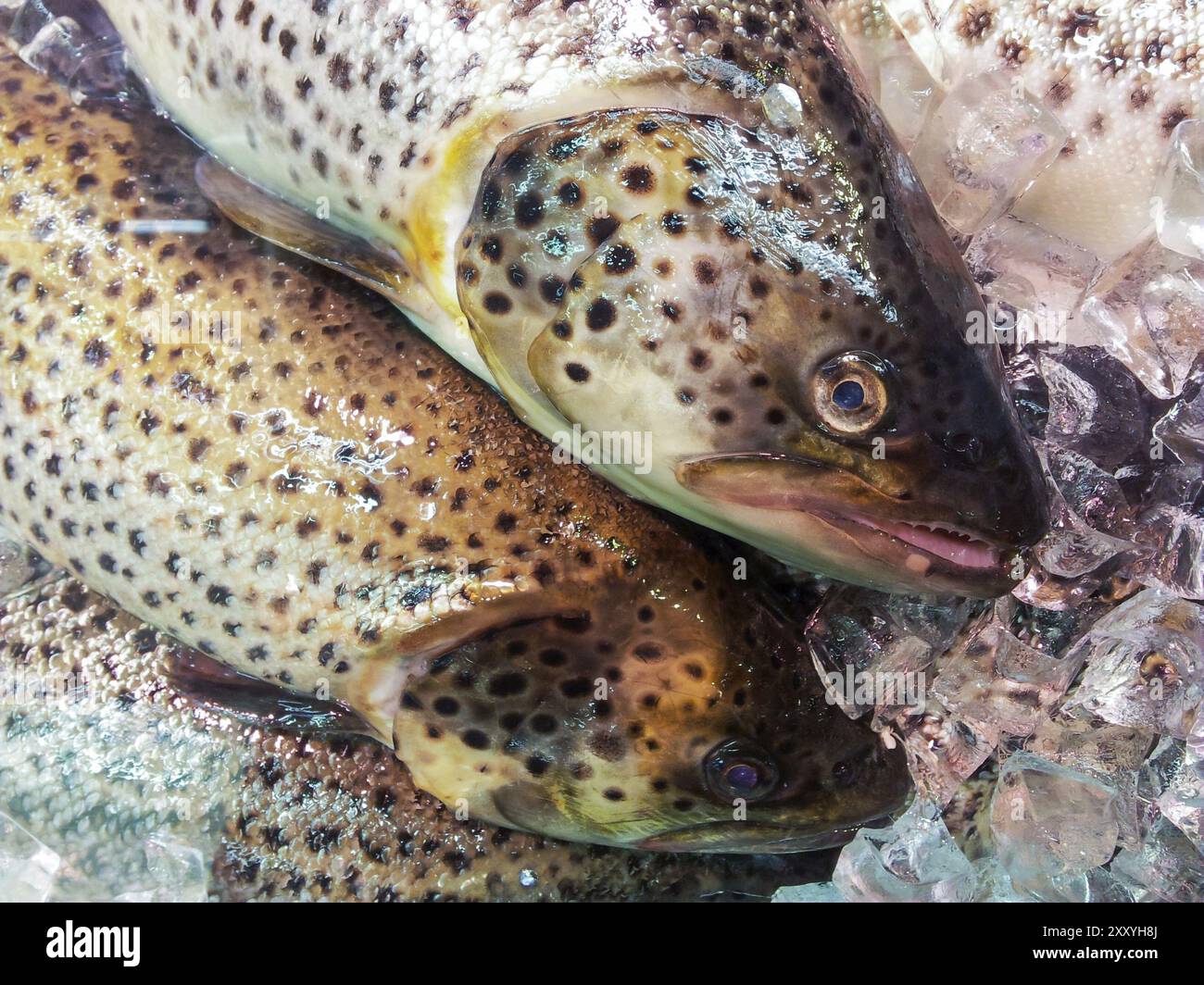 Whole trout fish isolated with ice cubes in a cooler at marketplace ...