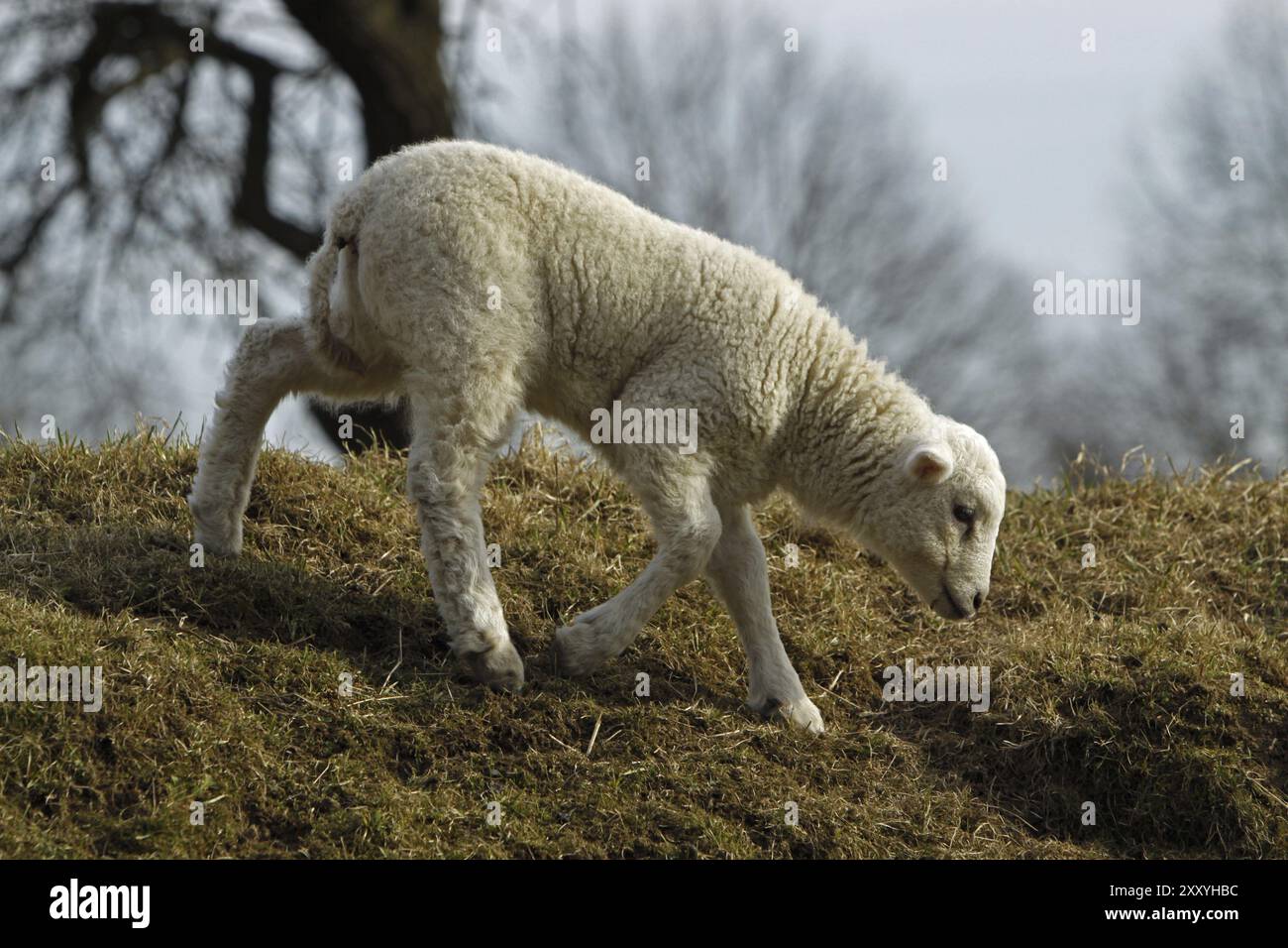 Easter lambkin hi-res stock photography and images - Alamy