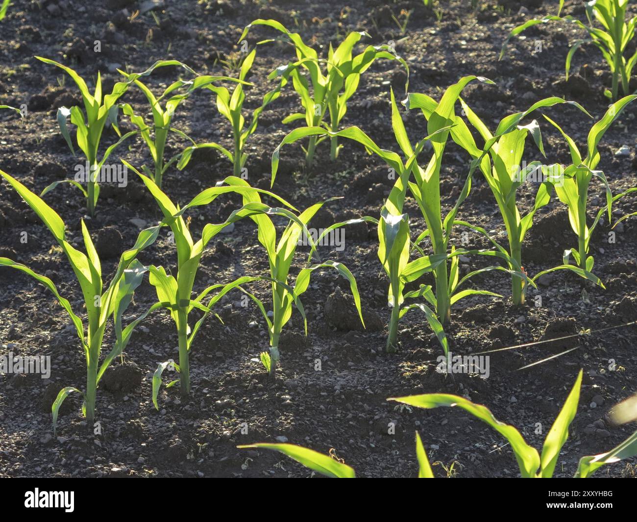 Cultivating maize hi-res stock photography and images - Alamy