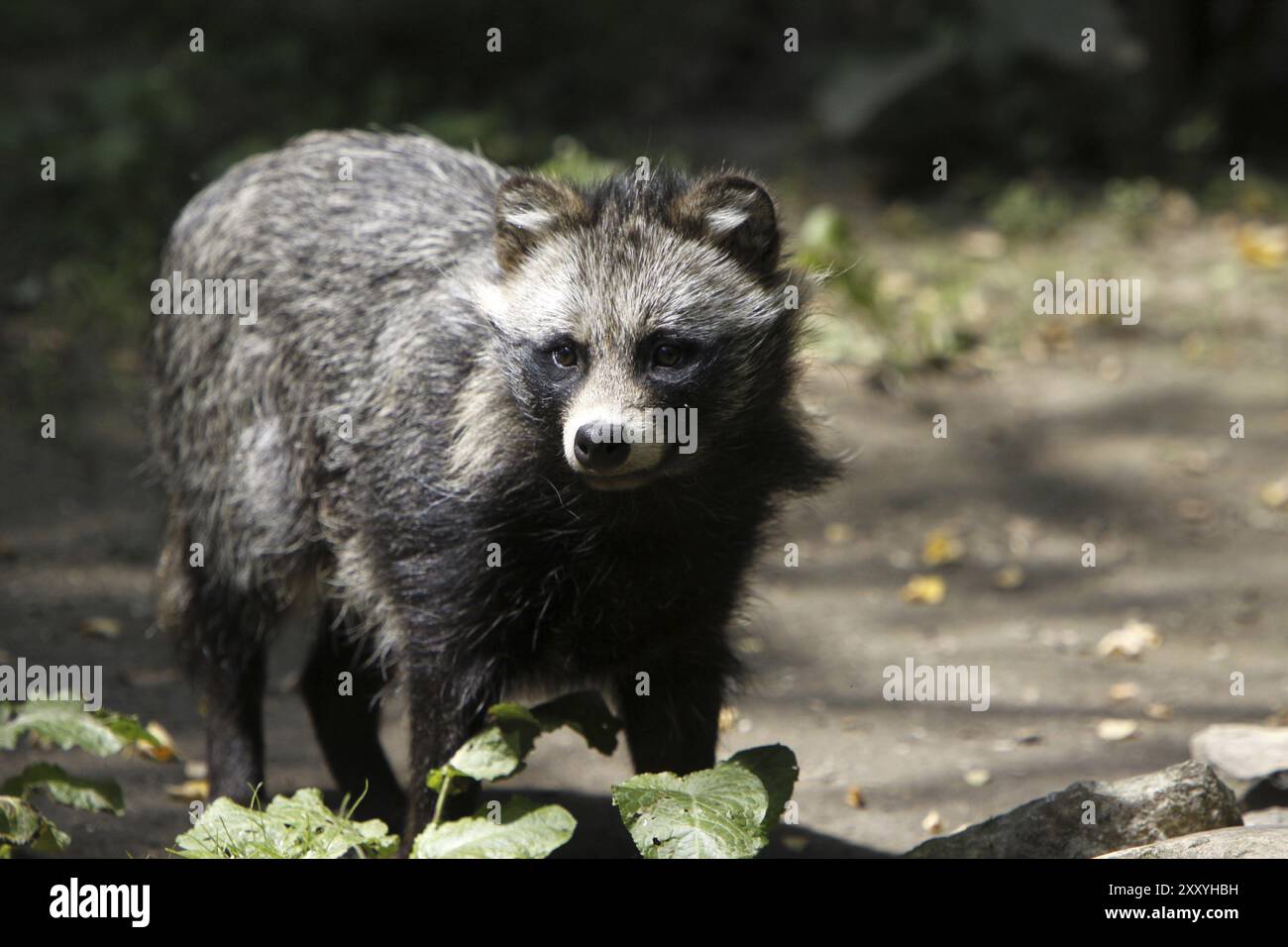 Tanuki animals hi-res stock photography and images - Alamy