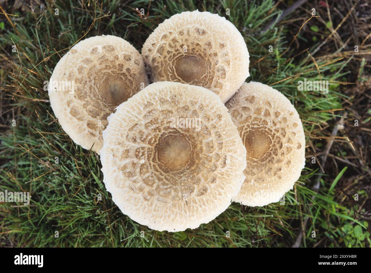 Closeup detail of head on field mushroom agaricus campestris growing wild in meadow Stock Photo ...