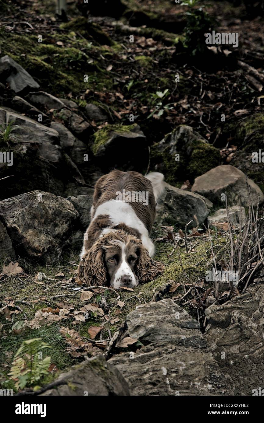English Springer Spaniel during a forest walk Stock Photo - Alamy