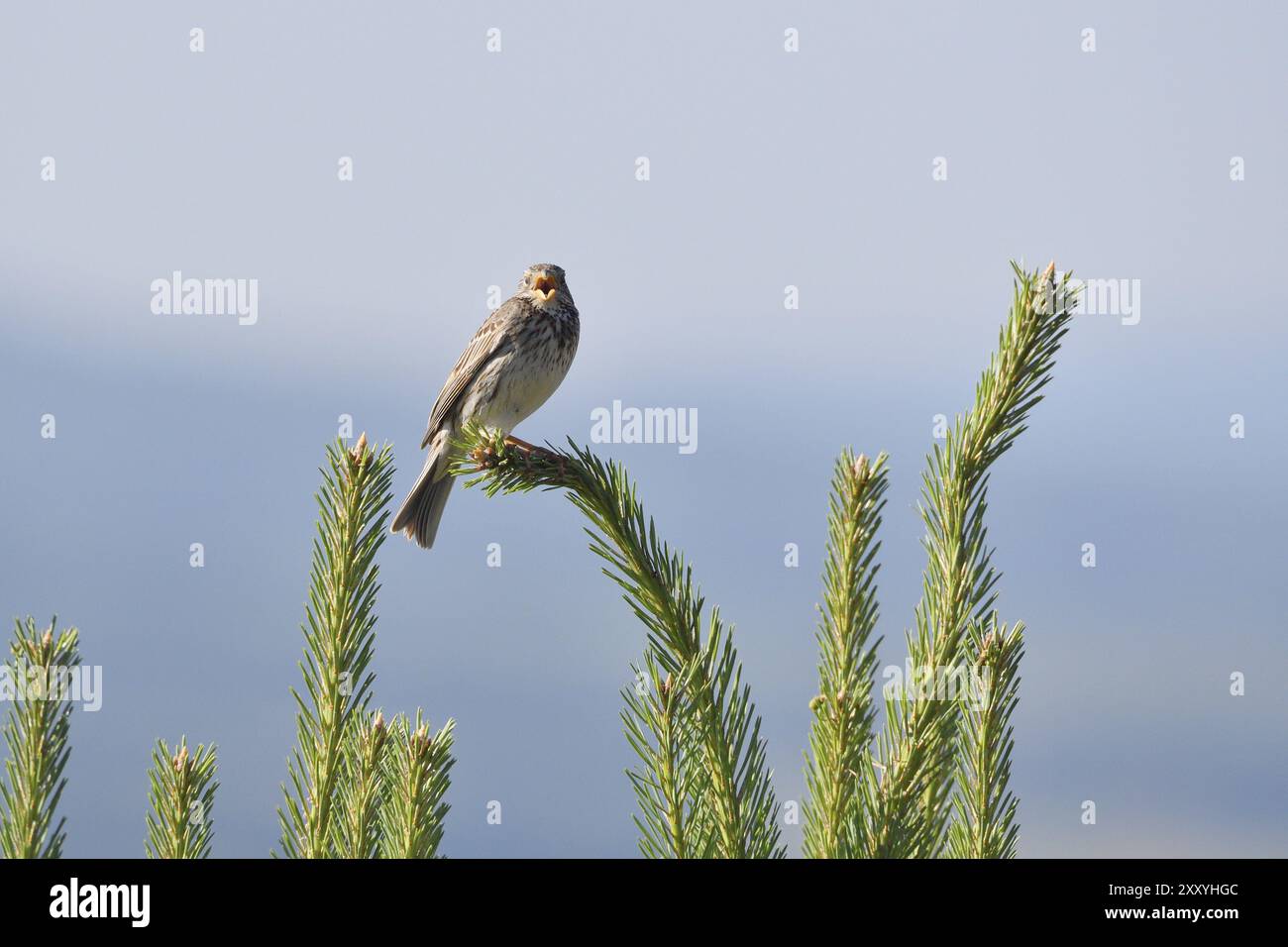 Singing corn bunting male (Emberiza calandra, Miliaria calandra), Corn ...